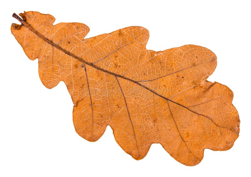 Back Side of Autumn Fallen Leaf of Oak Tree Stock Image - Image of ...