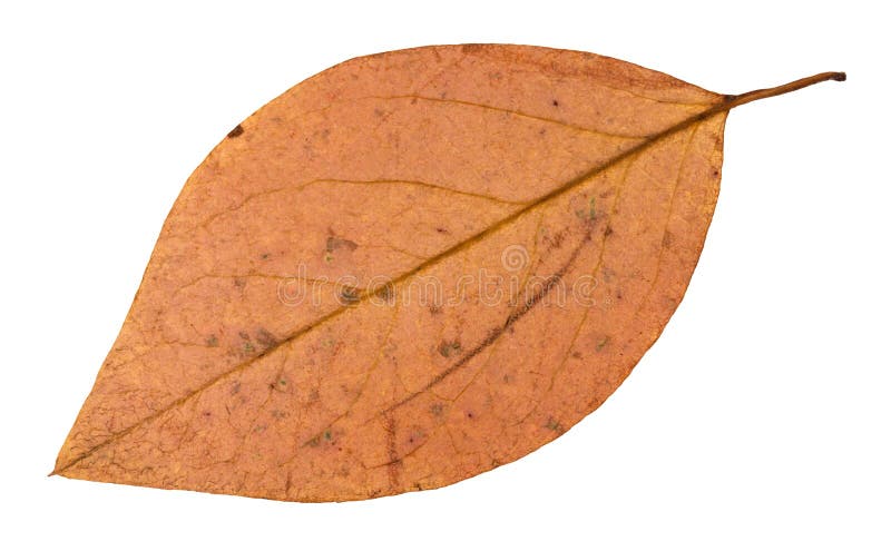 Back Side of Autumn Leaf of Oak Tree Isolated Stock Photo - Image of ...