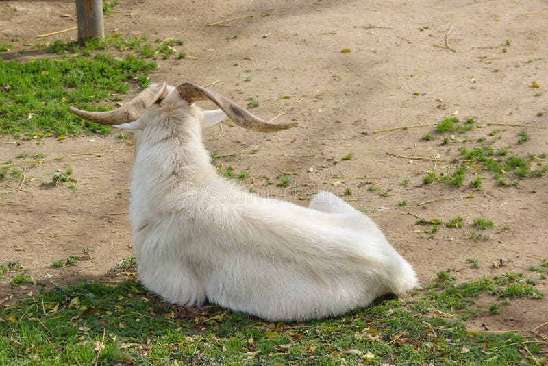 White male goat stock photo. Image of farming, innocence - 50352726