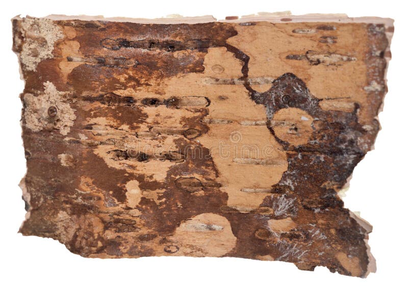 Birch bark stock image. Image of forest, object, color - 233367481