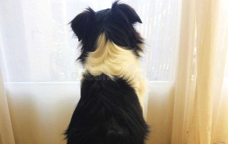 Back side of Border Collie stock image. Image of away - 223135141