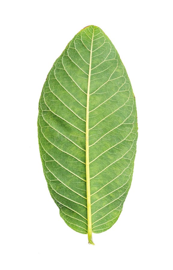 Back Side of Common Guava, Psidium Guajava Tree Leaf Isolated on White ...