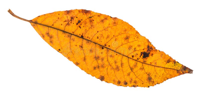 411 Single Leaf Ash Stock Photos - Free & Royalty-Free Stock Photos ...