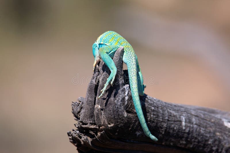 The Back Side of an Eastern Collared Lizard in Breeding Colors Stock ...