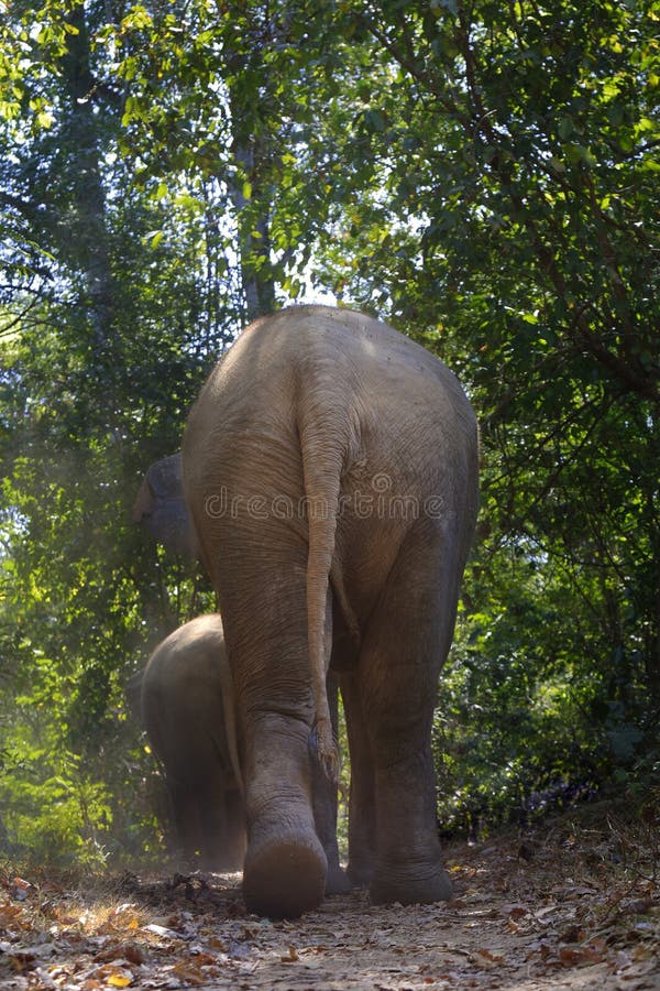Back Side Elephant Path South East Asian Rainforest Stock Photos - Free ...