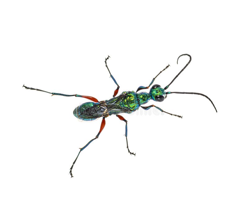Back Side of a Emerald Cockroach Wasp, Ampulex Compressa, Isolated on ...