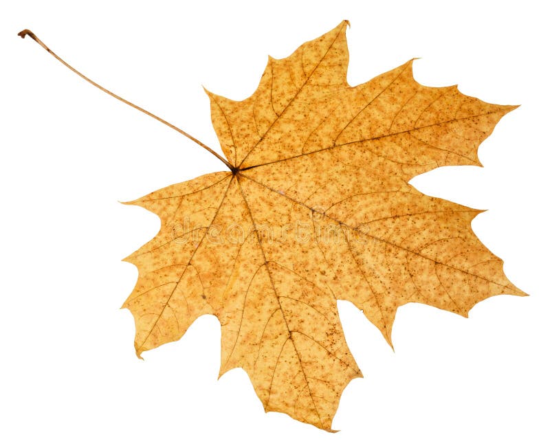Back Side of Fallen Autumn Leaf of Acer Tree Stock Image - Image of ...