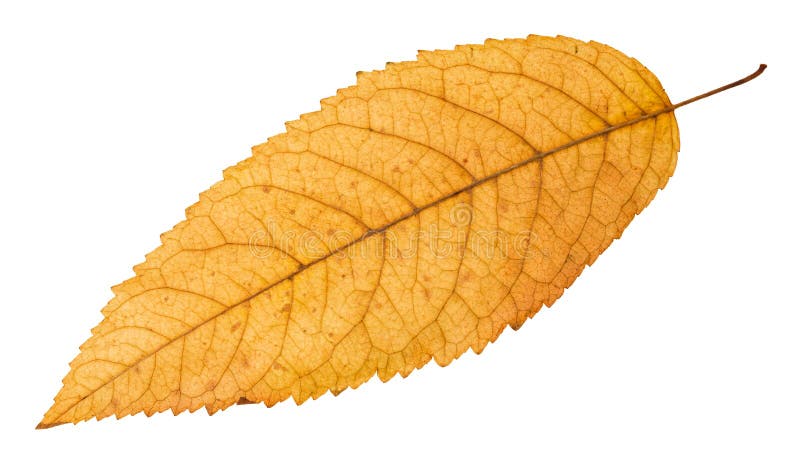 411 Single Leaf Ash Stock Photos - Free & Royalty-Free Stock Photos ...