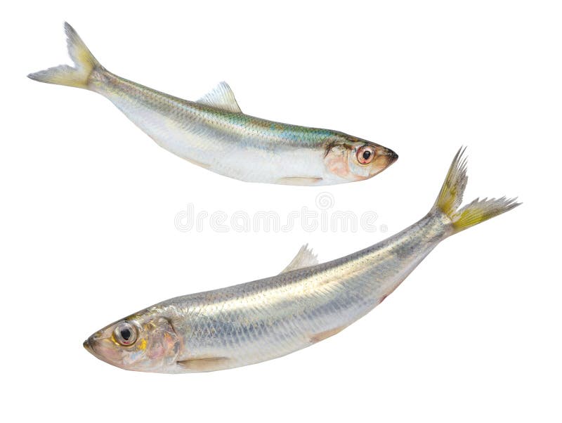 Back Side of the Fish Isolated on White Stock Photo - Image of seafood ...