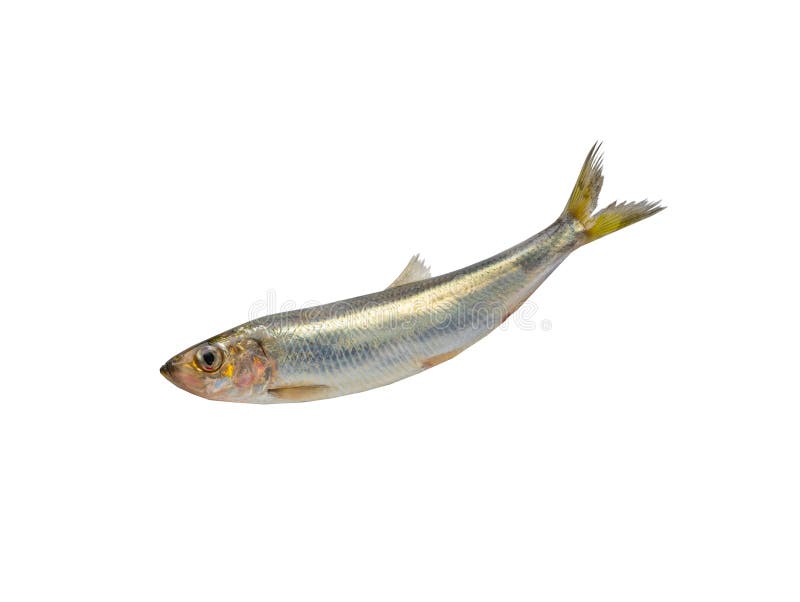 Back Side of the Fish Isolated on White Stock Photo - Image of seafood ...