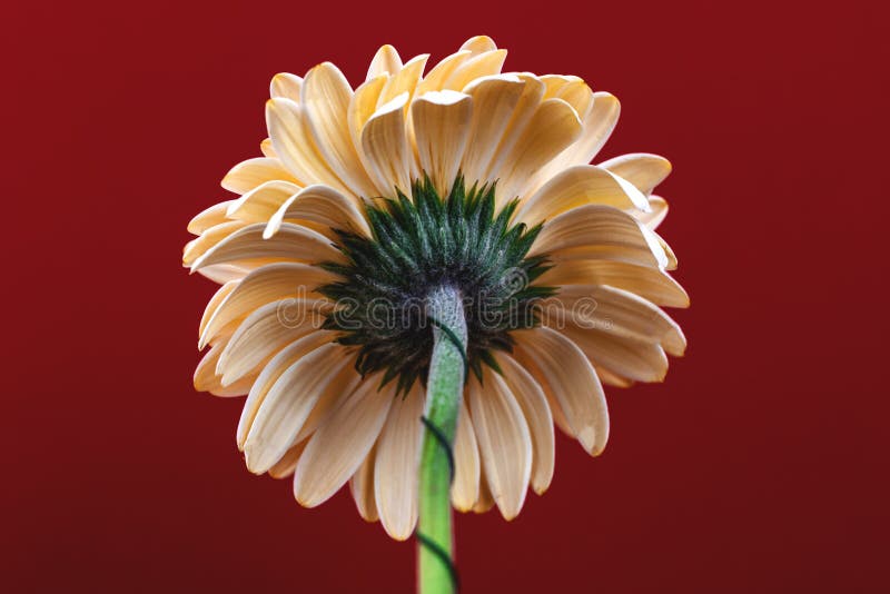 Back Side of Flower, White Gerbera Daisy on a Red Background, Macro ...