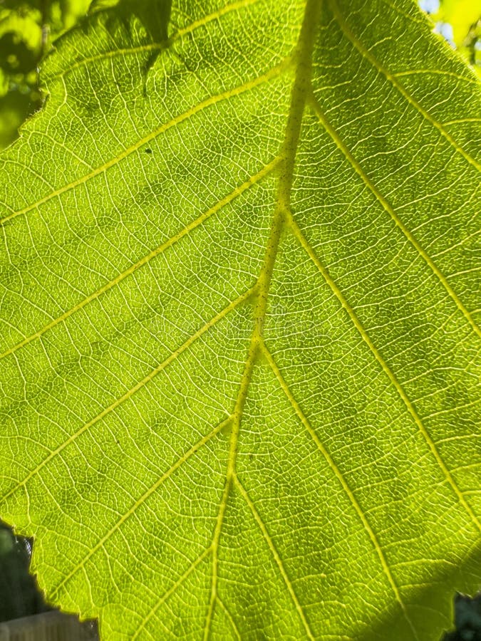 Back Side of Fresh Green Leaf of Alder Tree Iluminated by Sun Light ...