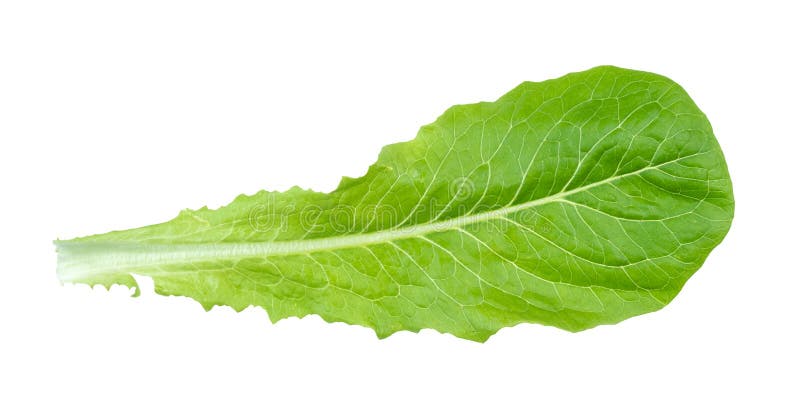 Lettuce Leaf on White. Side View. 3D Illustration Stock Illustration ...