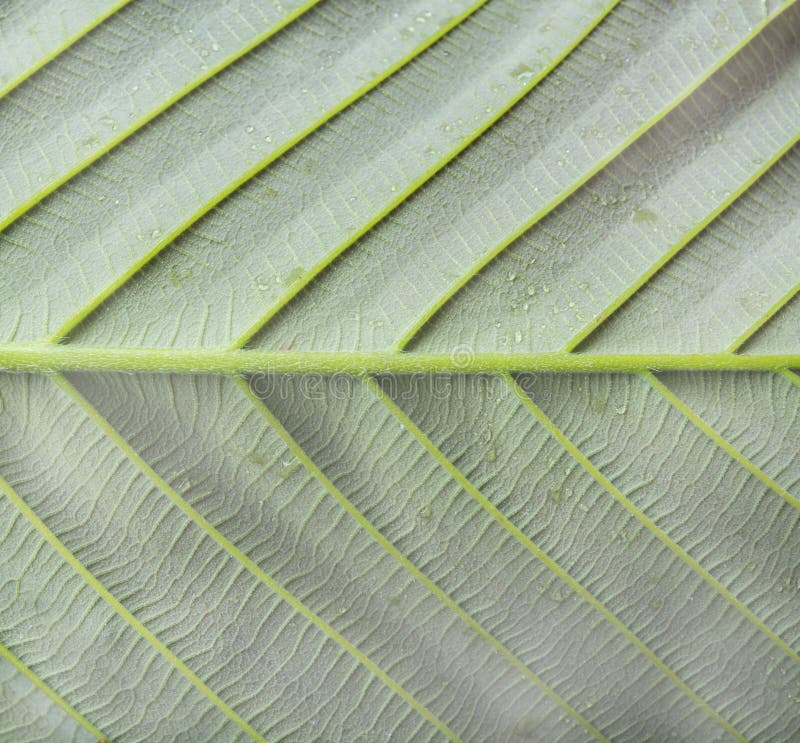 Back Side Hairy Leaf stock photo. Image of side, drop - 60209250