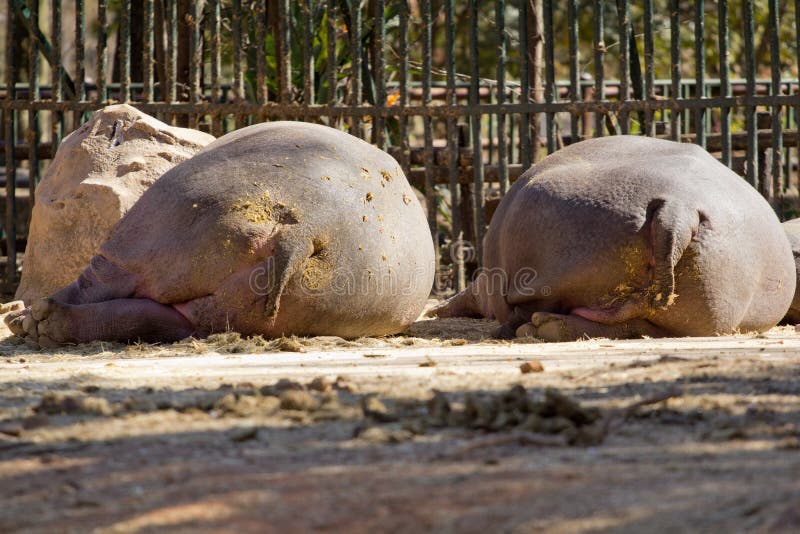 The back side of a hippo stock photo. Image of back, safari - 25974614