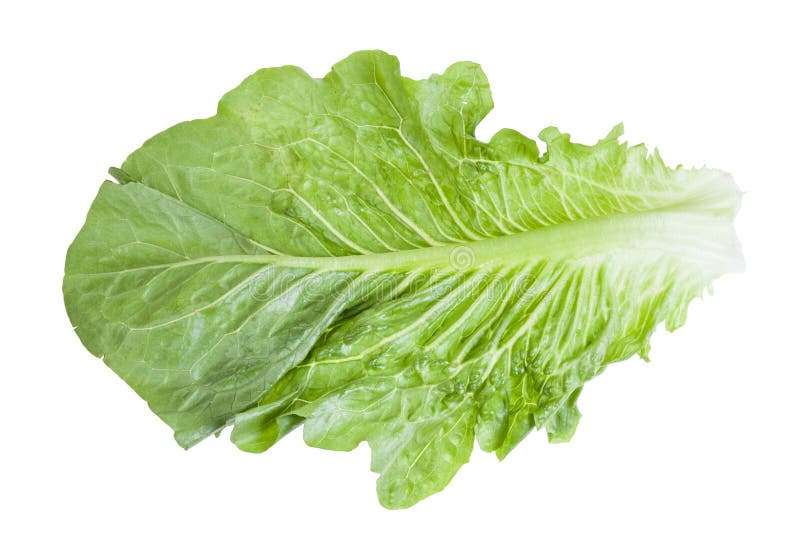 Lettuce Leaf on White. Side View. 3D Illustration Stock Illustration ...