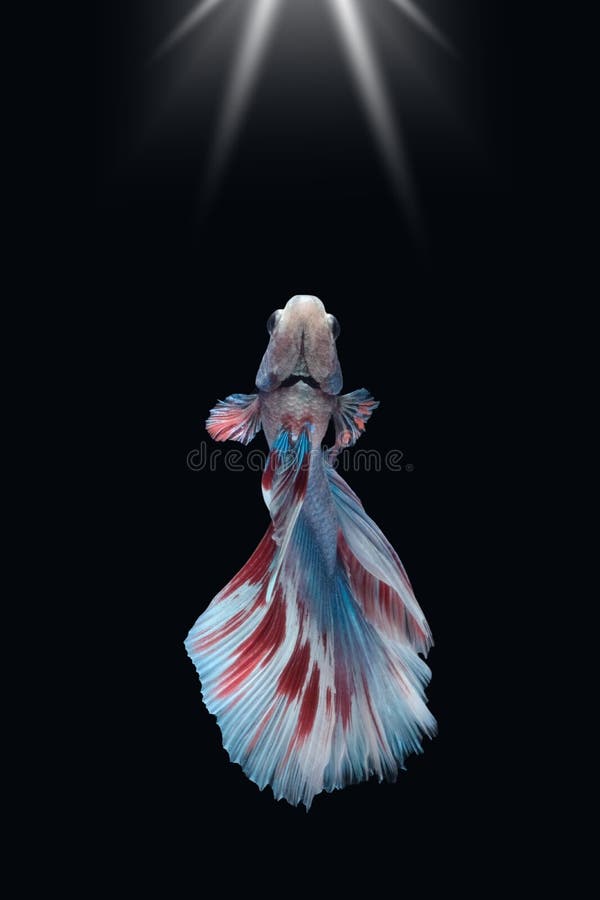 Back Side Low Angle View of Blue Halfmoon Betta Fish Siamese Marble ...