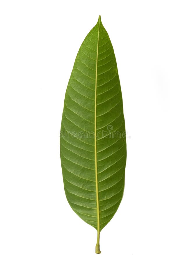 Back Side of Mango Tree Leaf Isolated on White Background Stock Image ...
