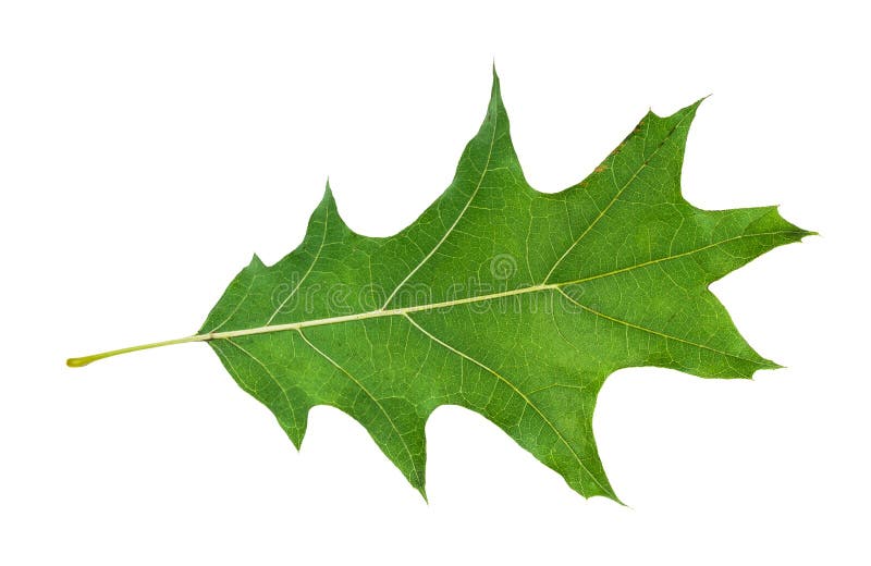 Back Side of Fresh Green Leaf of Common Ash Tree Stock Image - Image of ...