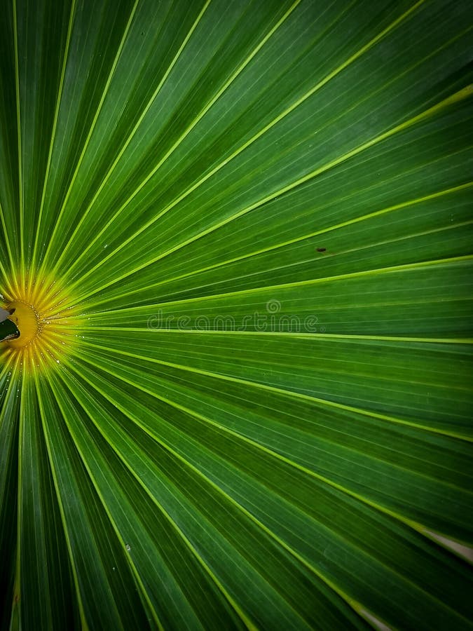 Back side of palm frond stock image. Image of jungle - 205039429