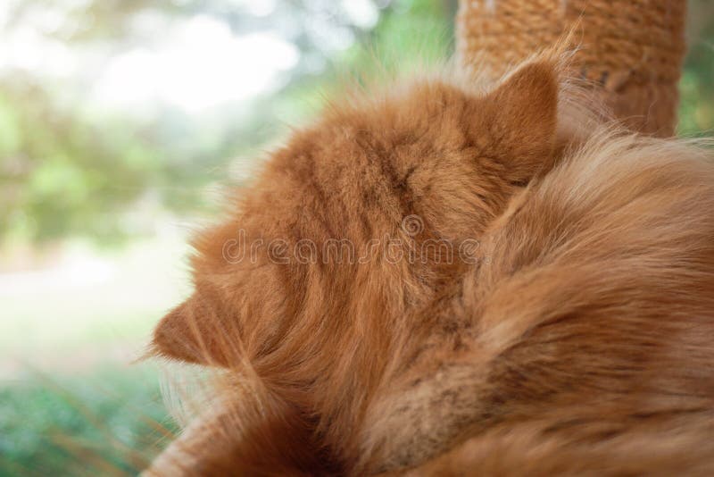 Back Side of Persian Cat is Sleeping. Stock Image - Image of face ...