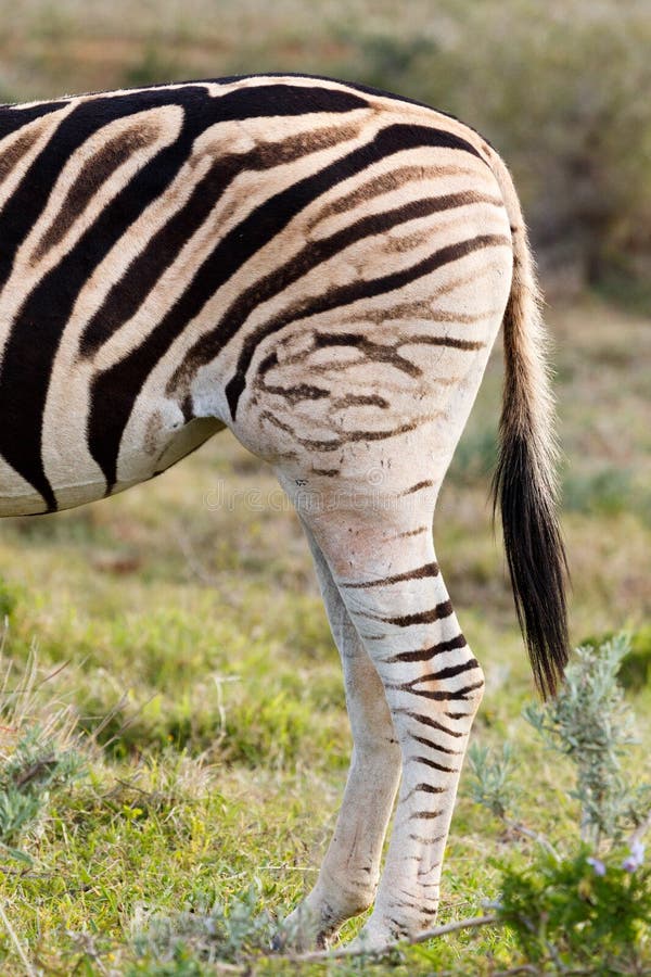 Back Side Photo of a Burchell S Zebra Stock Photo - Image of closeup ...