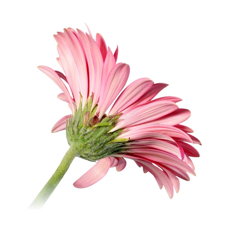 One Pink Flower Isolated on White Background Stock Photo - Image of ...