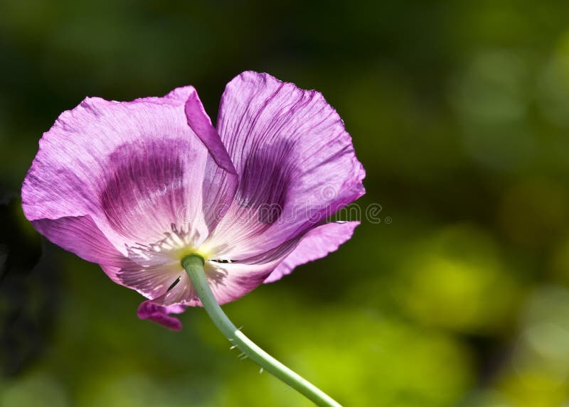 Back side of poppy stock image. Image of heads, gardening - 25614261