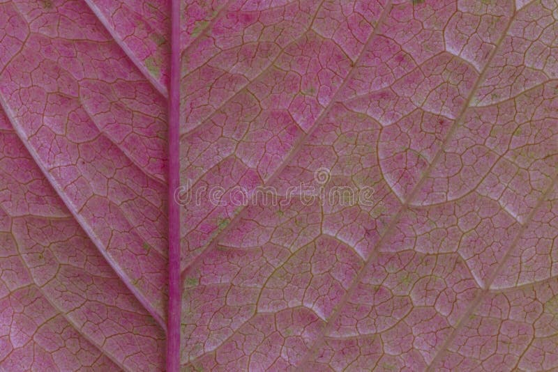 Back Side of Purple Grape Leaf Texture at Fall Stock Photo - Image of ...