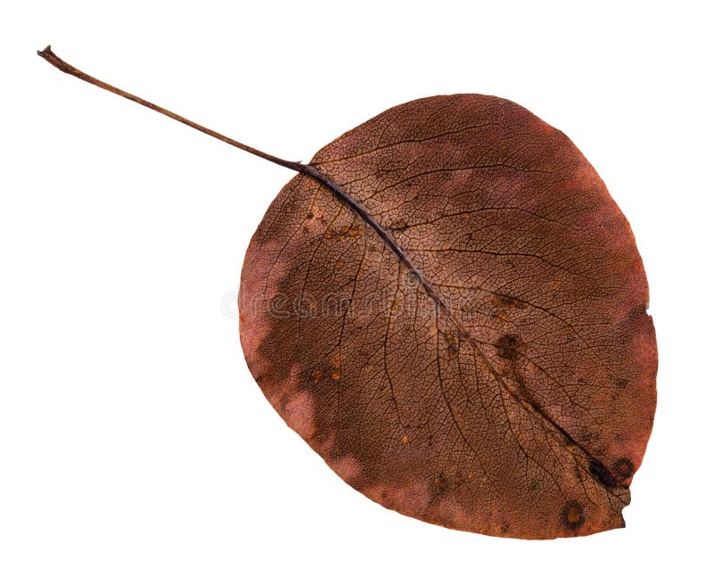 Autumn Rotten Leaf of Malus Tree Isolated Stock Photo - Image of single ...