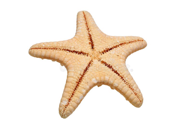 633 Fossil Starfish Stock Photos - Free & Royalty-Free Stock Photos ...