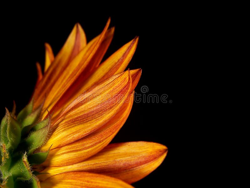 Back Side Of A Sunflower Picture. Image: 3054731