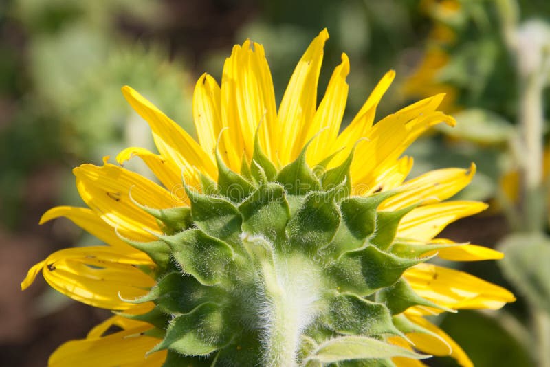 Close view of sunflower stock photo. Image of detailed - 35173064
