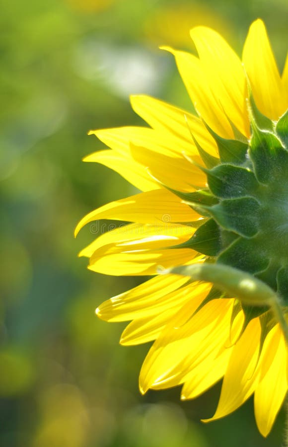 238 Back Side Sunflower Stock Photos - Free & Royalty-Free Stock Photos ...