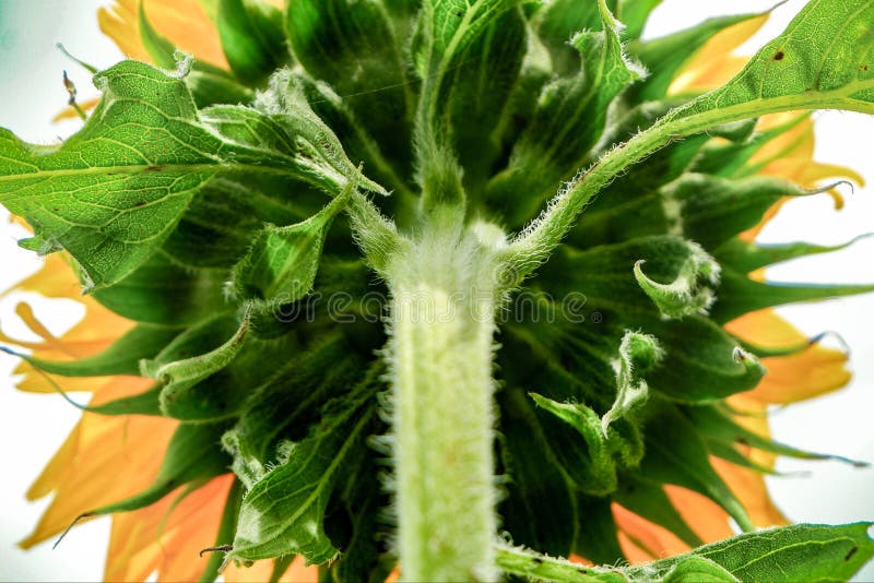 Back side of sunflowers stock photo. Image of shrub - 194576230