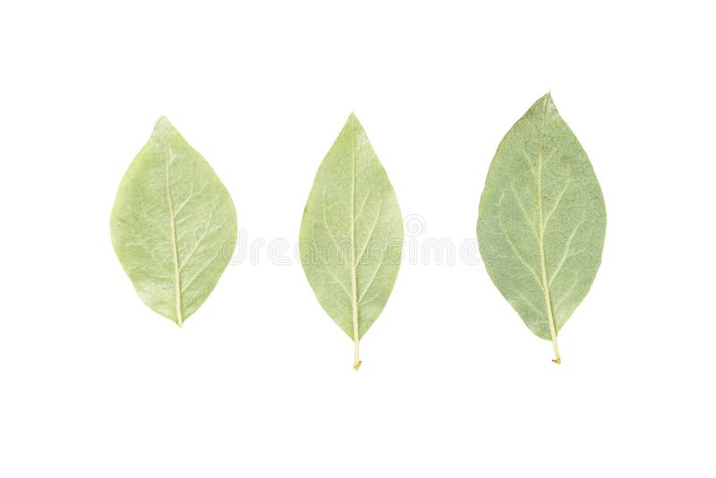 Back Side of Three Green Leaves from Bush Isolated on White Stock Image ...