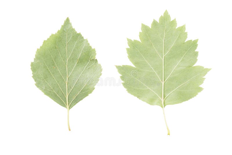 Back Side of Two Green Leaves from Linden and Hawthorn Trees Isolated ...