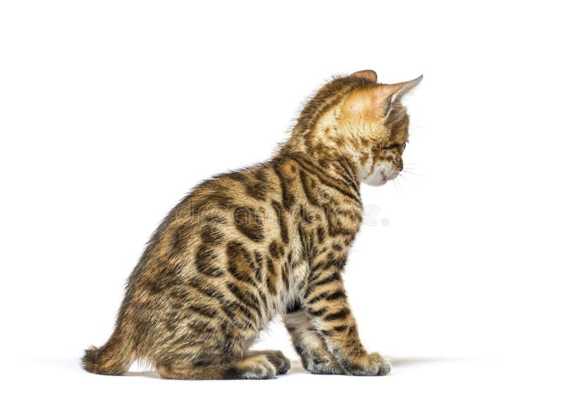Back and Side View of Bengal Cat Kitten Looking Away, Six Weeks Stock ...