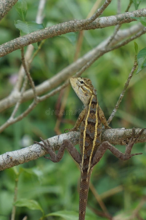 Back Side View of a Common Lizard with Beautiful Color Patterns. Stock ...