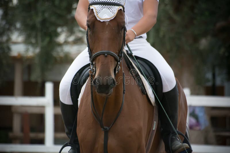 Back Side View of a Group of Riders Stock Photo - Image of background ...