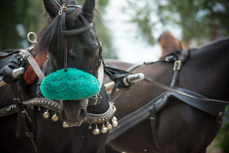 Back Side View of a Group of Riders Stock Photo - Image of sport ...