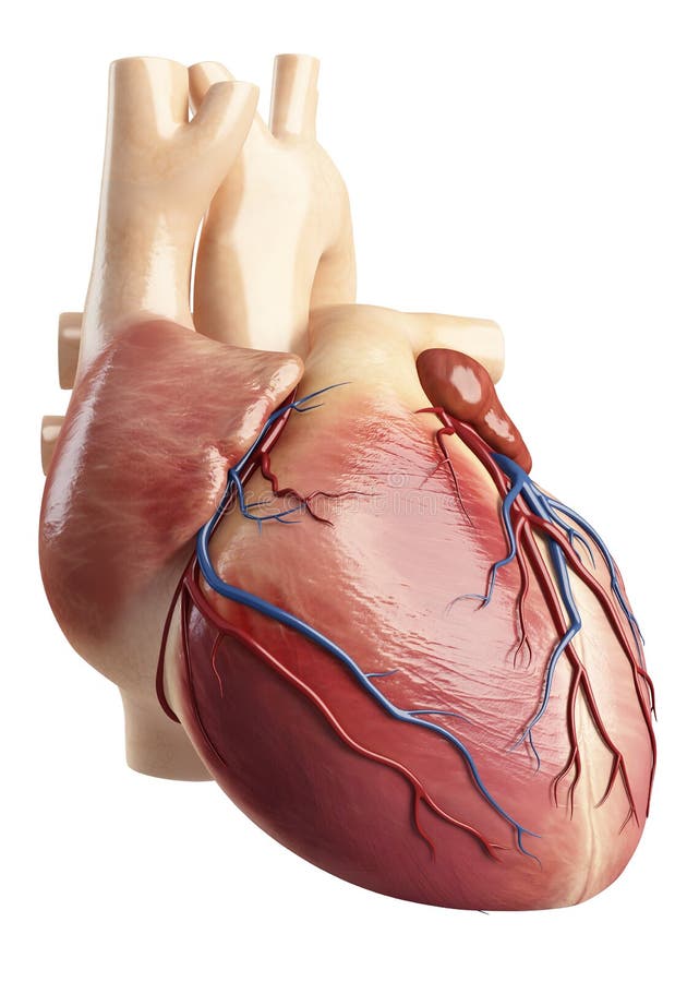 Back Side View of the Heart Interior Structure Stock Illustration ...