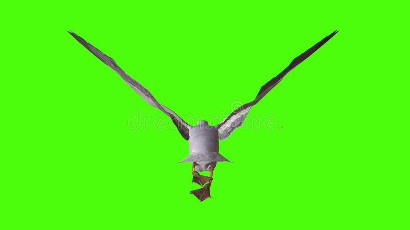 3D Back View of Eagle Flying Loop Animation on Green Screen, Bald Eagle ...