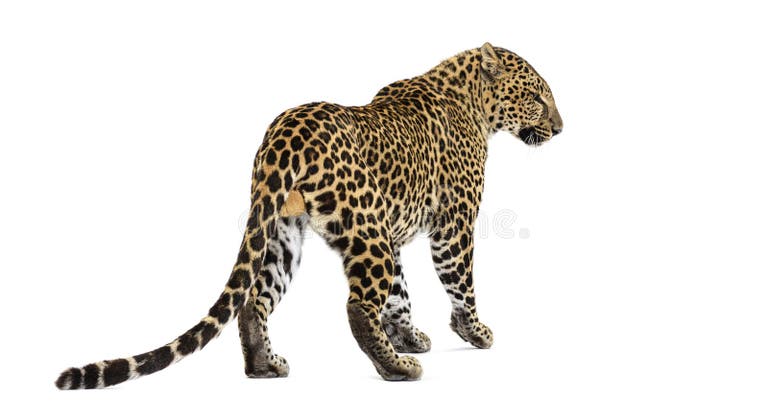 Back and Side View of a Spotted Leopard Standing and Looking To the ...