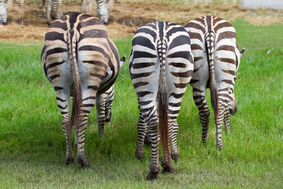 Back Side View of Three Zebras on the Green Grass Field Stock Image ...