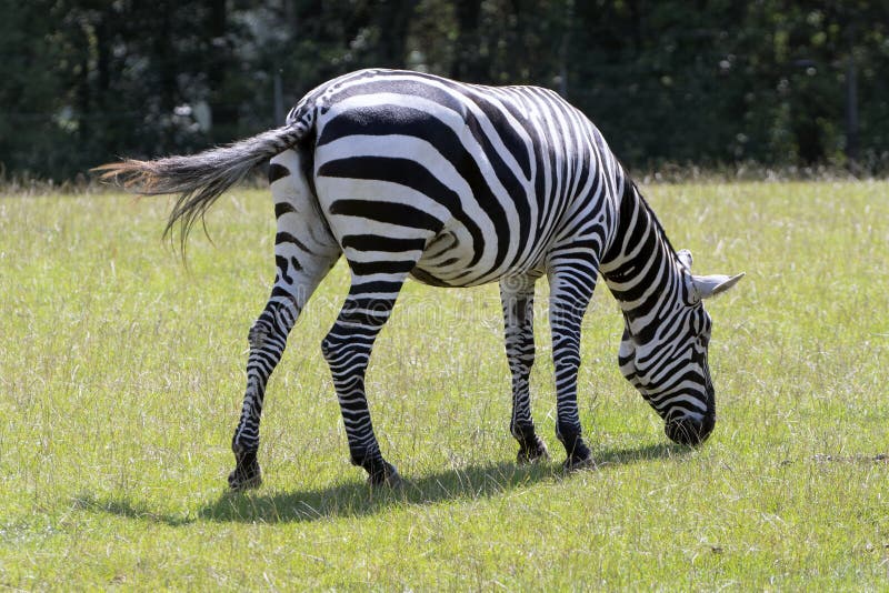 Back/side View of a Zebra Eating Grass on a Field Stock Image - Image ...