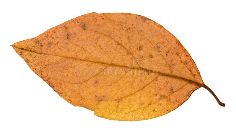 Back Side of Fallen Leaf of Oak Tree Isolated Stock Photo - Image of ...