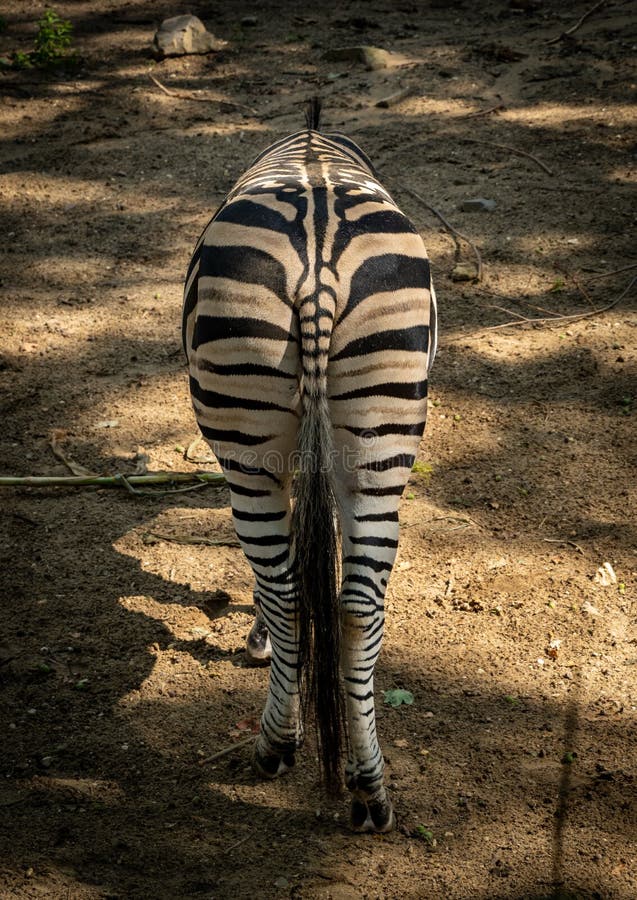 Zebra butts stock image. Image of silly, pair, funny, stripes - 184231