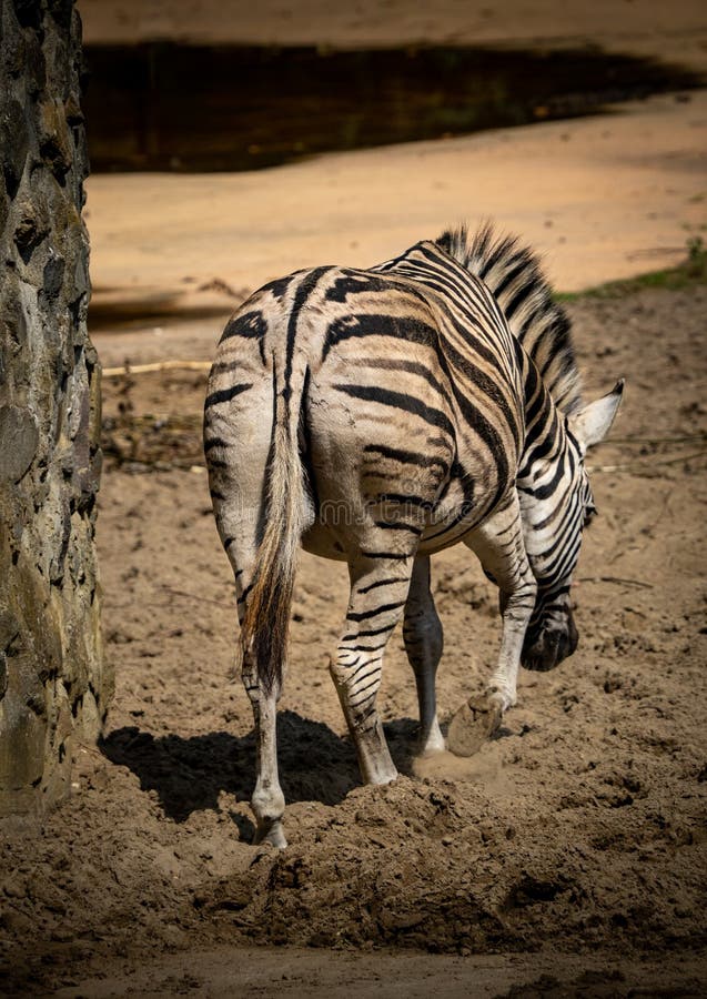 Zebra Butts stock photo. Image of trio, muscular, south - 16923998