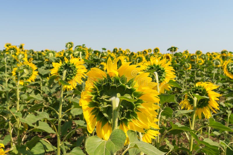 Back Sides of Flower of Sunflower Stock Photo - Image of farm, flower ...